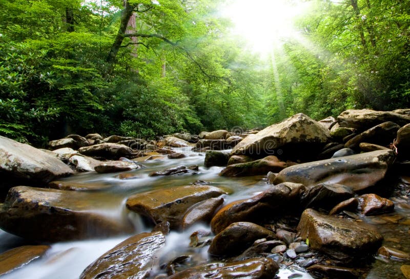 Creek in the forest stock photo. Image of swift, leaves - 10594668