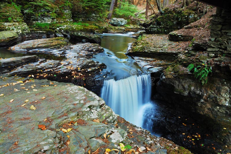 Creek in Forest stock photo. Image of autumn, detail - 10993302
