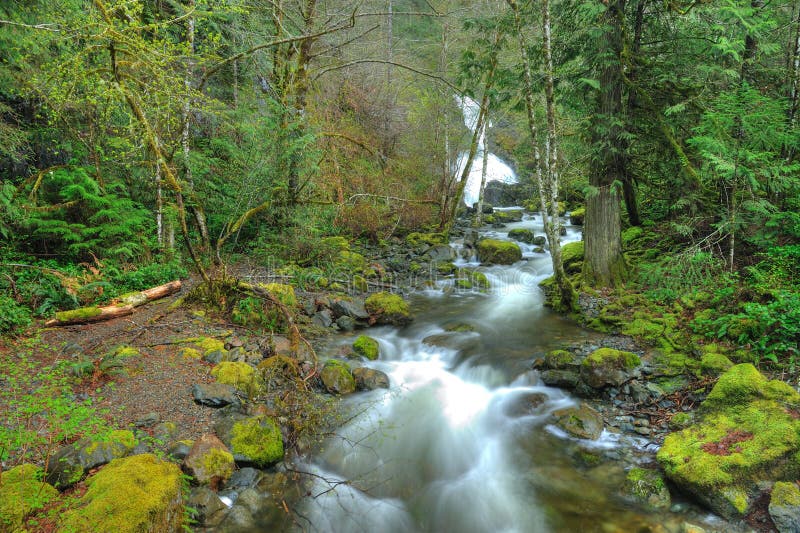 Creek in forest stock photo. Image of canyon, woods, moss - 15730108