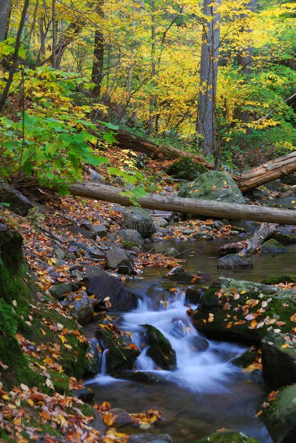 Forest Creek with Rocks stock photo. Image of fall, mist - 12209508