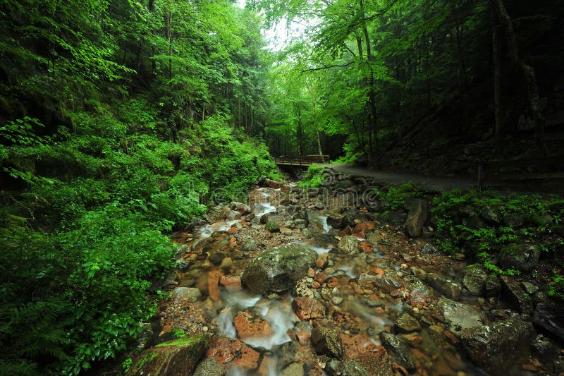 Creek in forest stock photo. Image of bridge, flow, jungle - 20830768