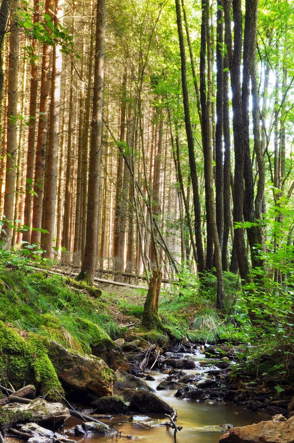 Creek in a Forest stock image. Image of pine, park, ecology - 25866715