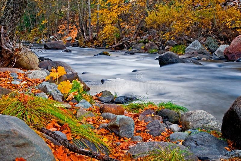 Creek in the forest stock photo. Image of postcard, moss - 4272728