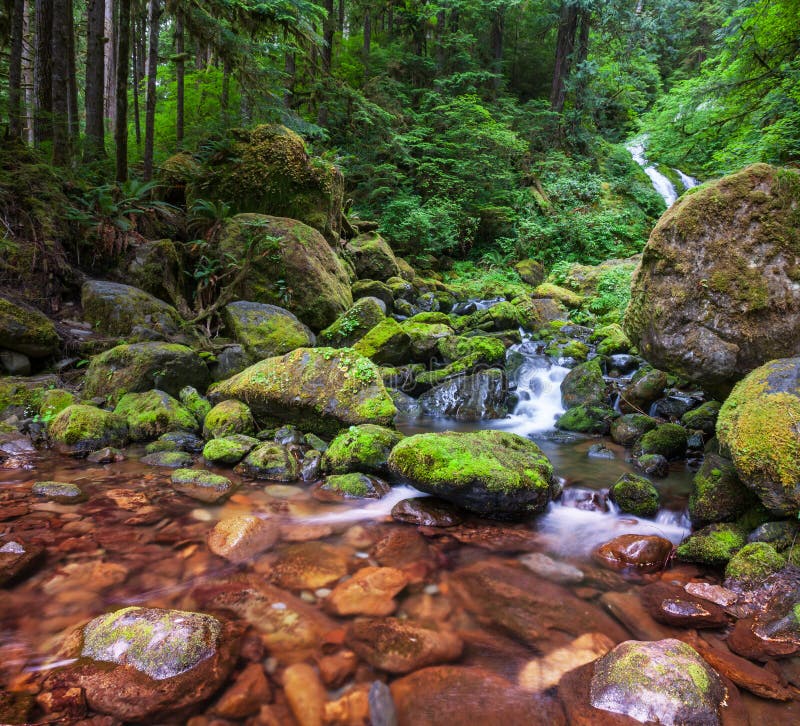 Creek in forest stock image. Image of nature, water, natural - 54165531