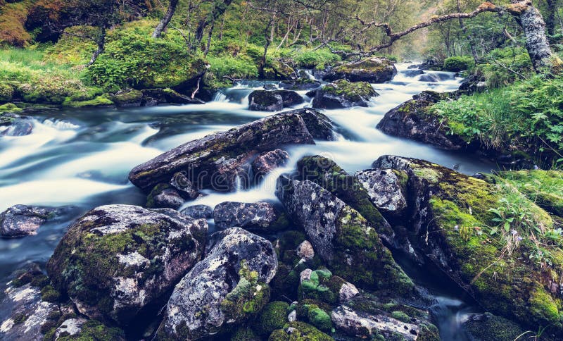 Creek in forest stock photo. Image of season, swift, trek - 54165544