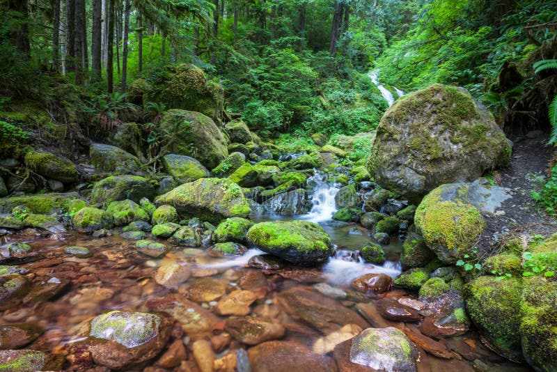 Creek in forest stock photo. Image of environment, autumn - 54165800