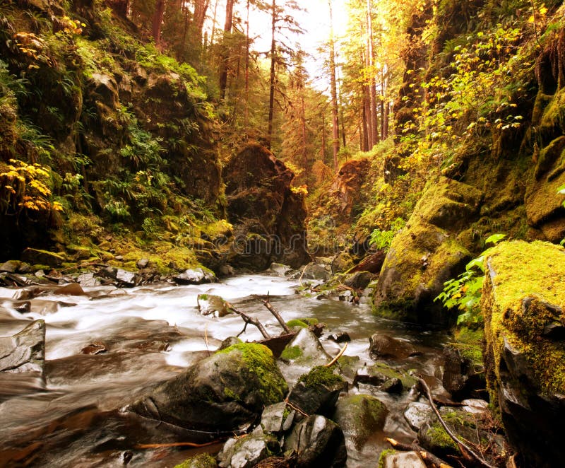 Creek in forest stock photo. Image of wood, stream, mountain - 54165892