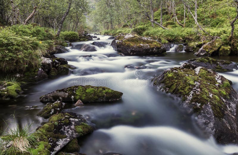 Creek in forest stock photo. Image of creek, landscape - 54165958