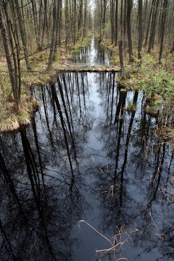 Creek in a forest stock photo. Image of freshwater, biebrza - 794468