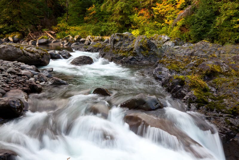 Creek in the forest stock photo. Image of forest, clean - 117278320