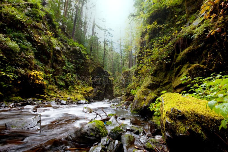 Creek in the forest stock photo. Image of clean, outdoor - 118056502