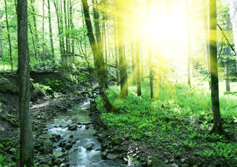 Creek in the forest stock photo. Image of stream, water - 54165566