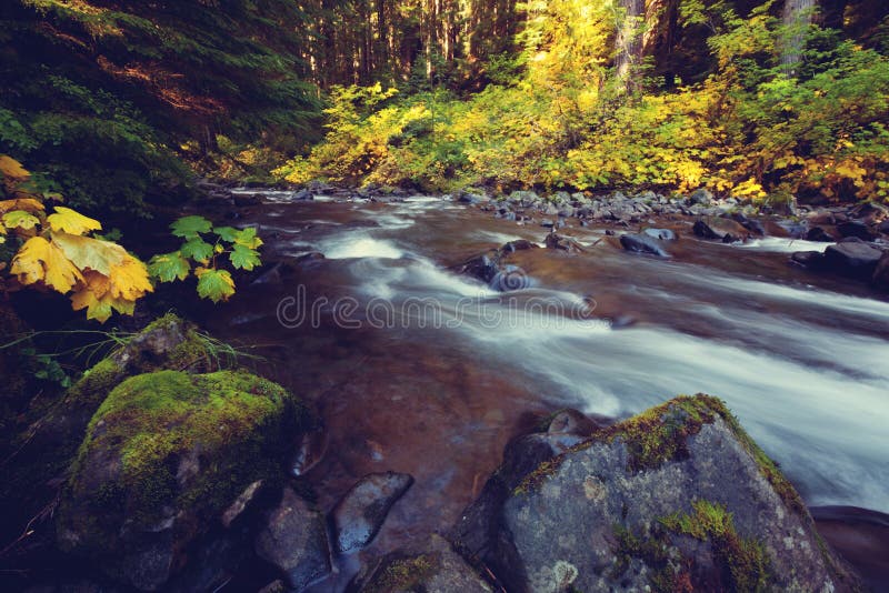 Creek in the forest stock image. Image of natural, swift - 92516451