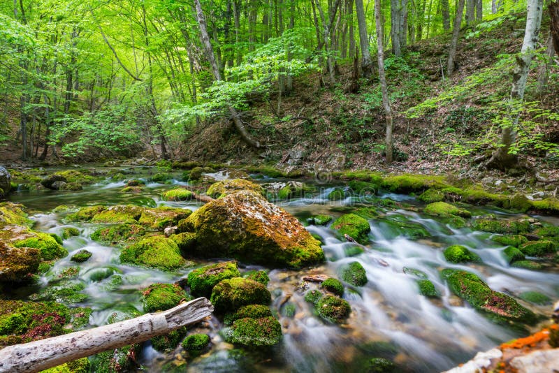 Creek in the forest stock image. Image of steep, creek - 147574719
