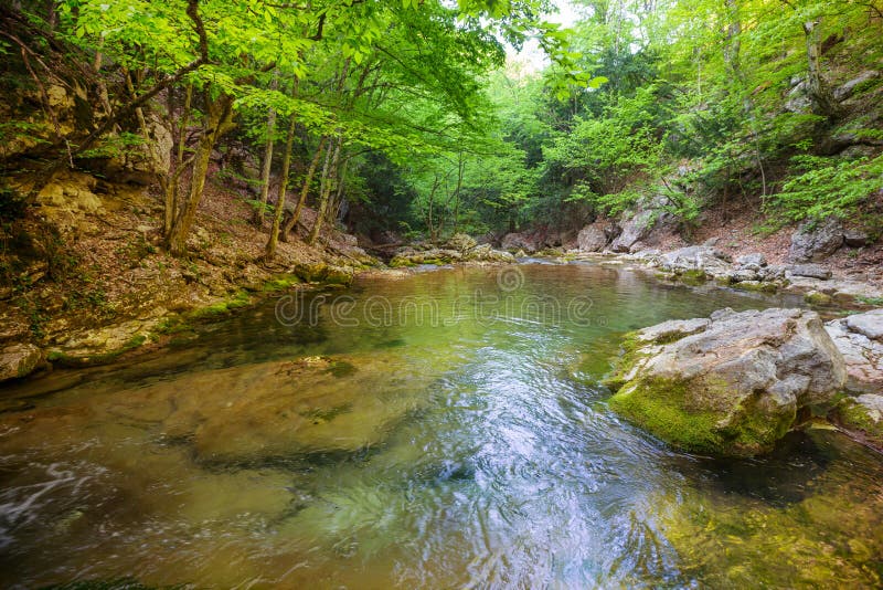 Creek in the forest stock image. Image of leaves, nature - 148927197