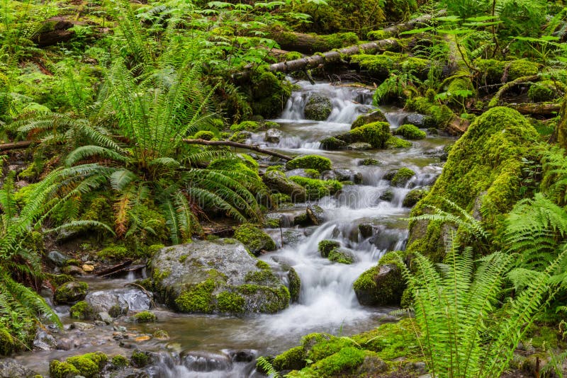 Creek in the forest stock photo. Image of scenery, beautiful - 254060522