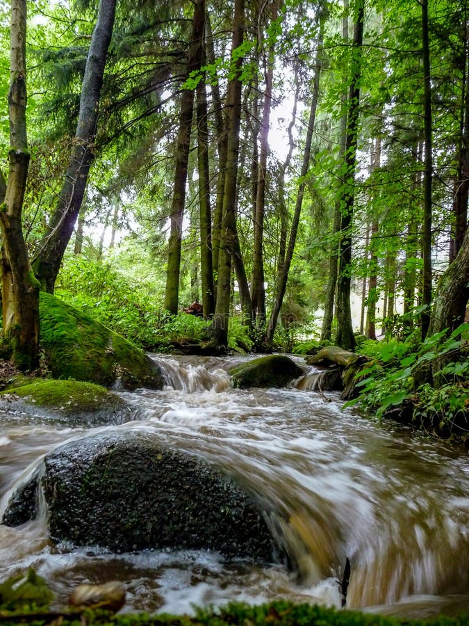 Creek in the Forest with a Dynamic Water. Stock Photo - Image of ...