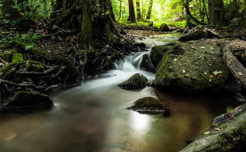 Creek in the forest stock photo. Image of bright, forest - 36808346