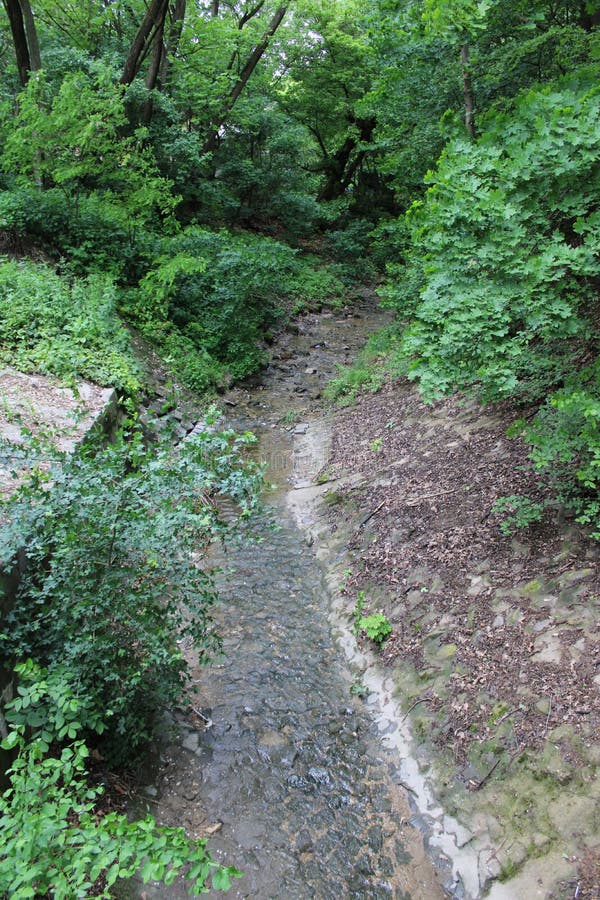 A creek in a forest stock photo. Image of nature, natural - 163900860