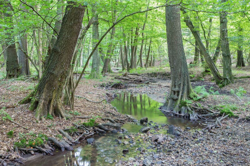 Creek in Forest of Little Carpathian Hills Stock Photo - Image of ...