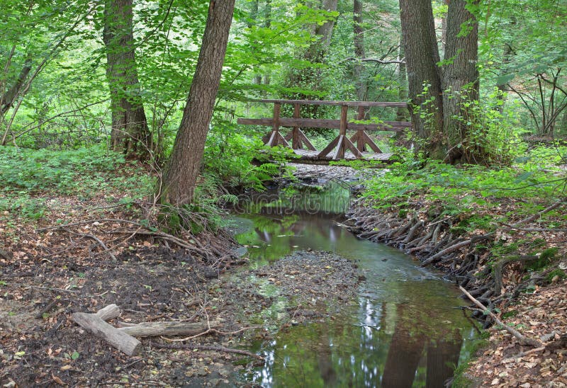 Creek in Forest of Little Carpathian Stock Image - Image of water ...