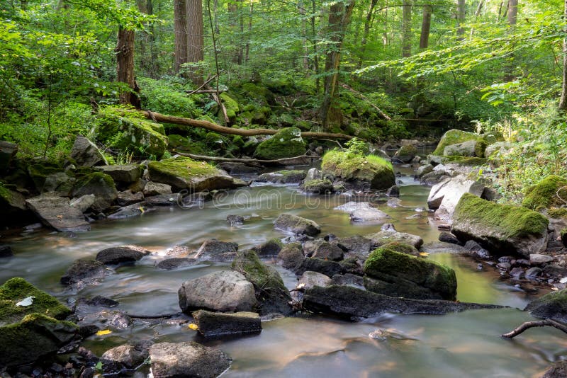 Creek in the Forest stock image. Image of mountain, summer - 195335117