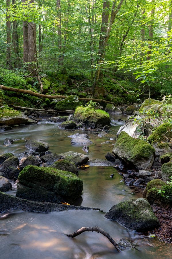 Creek in the Forest stock photo. Image of flowing, beauty - 195335128