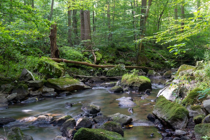 Creek in the Forest stock photo. Image of stream, beauty - 195335132
