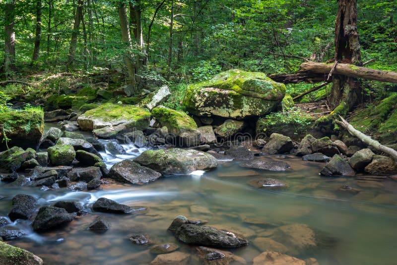 Creek in the Forest stock photo. Image of creek, flow - 195335140