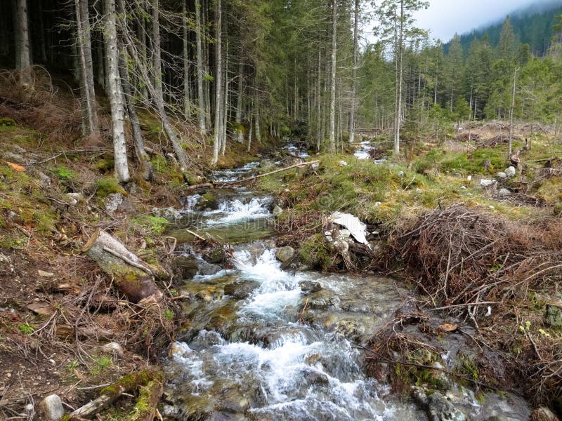 Creek in a Forest stock image. Image of pine, park, ecology - 25866715
