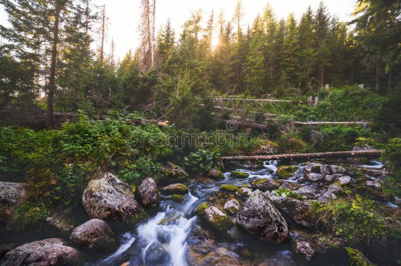 Creek in Forest stock image. Image of long, beautiful - 100150483