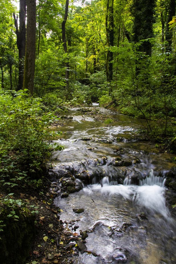 Creek in the forest stock image. Image of europe, root - 233011285