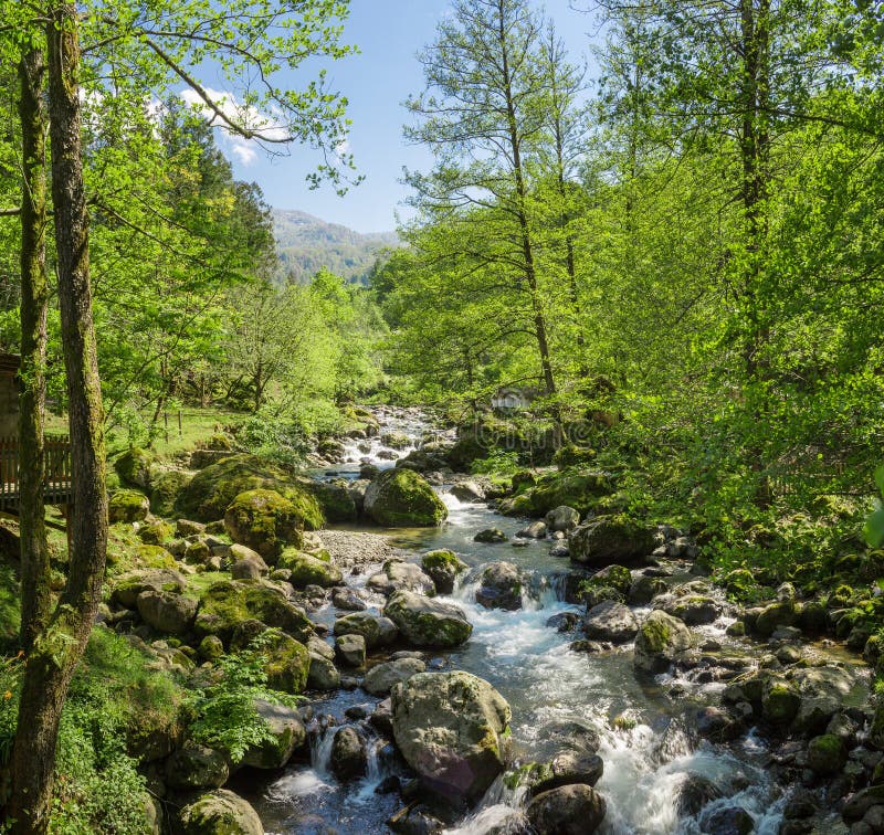 Creek in the forest stock image. Image of flowing, stream - 41992165