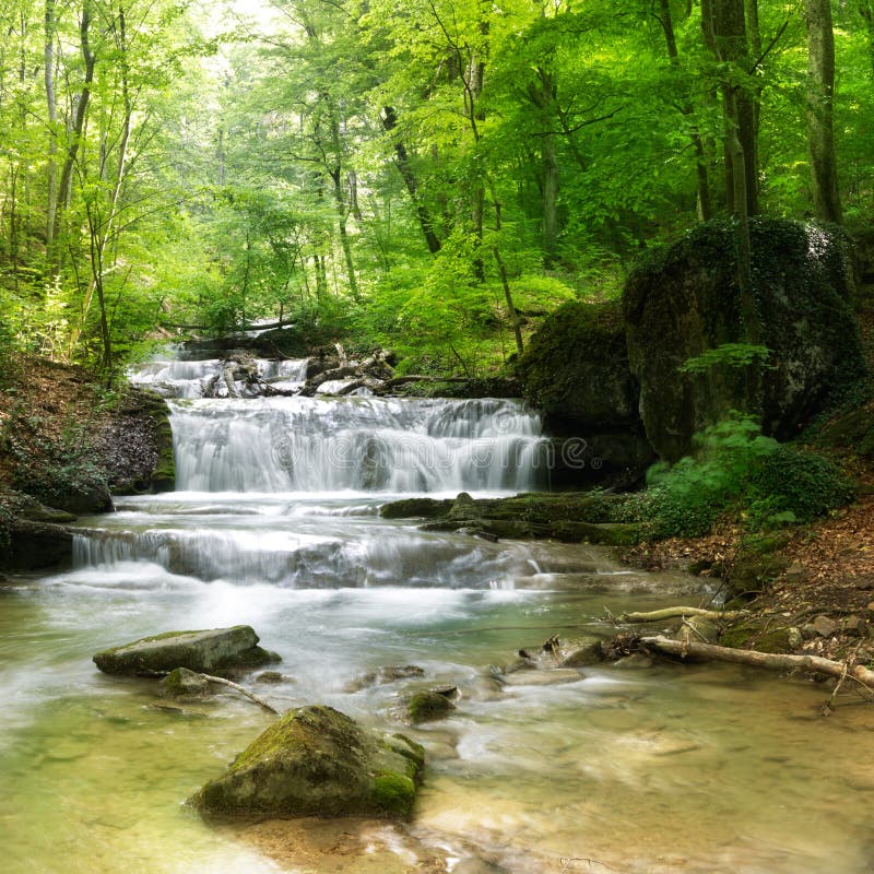 Creek in the forest stock photo. Image of forest, water - 42403924