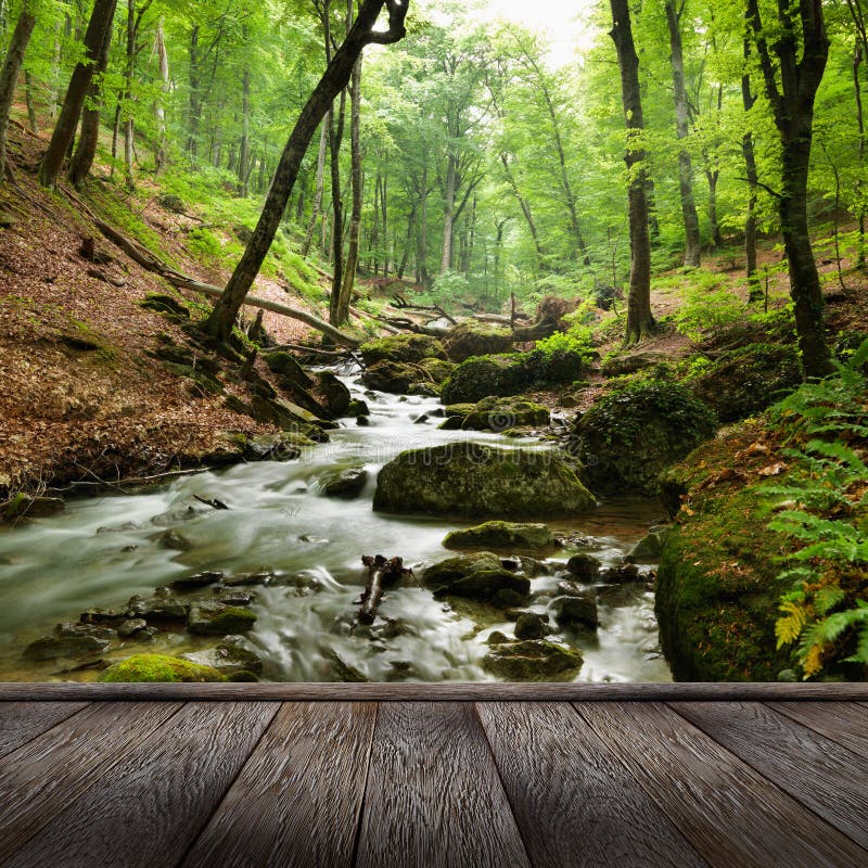 Creek in the forest stock image. Image of nature, pier - 40348269