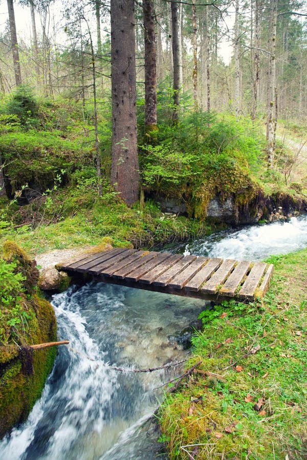 Creek in forest stock image. Image of outdoor, flowing - 92791929