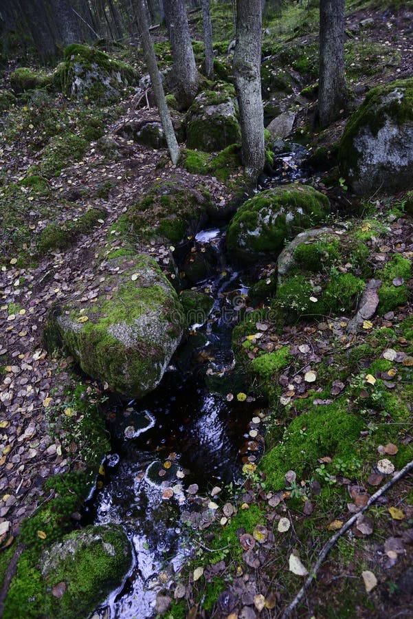 Creek in the Forest among the Stones and Moss Stock Photo - Image of ...