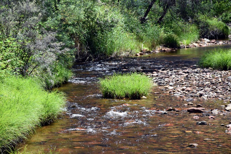 Creek with Reeds and Rocks in the Forest. Stock Image - Image of native ...