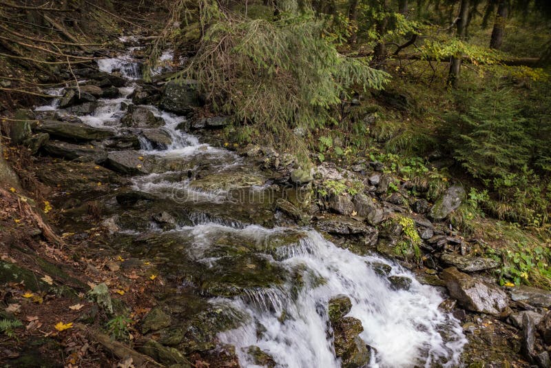 Creek in a green forest stock photo. Image of fall, autumnal - 201692252