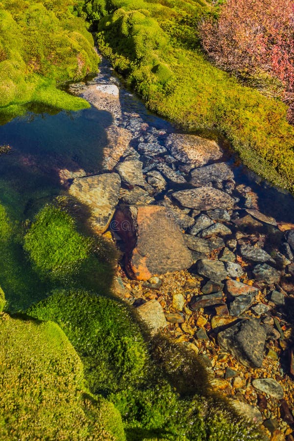 Creek mossy stock photo. Image of background, water, brook - 84418442