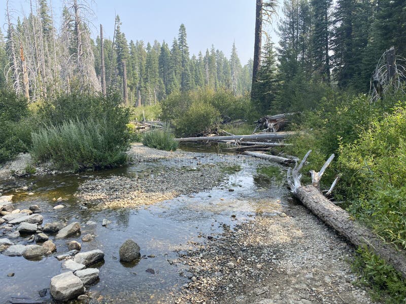 Creek in nature with trees stock photo. Image of creek - 211286518