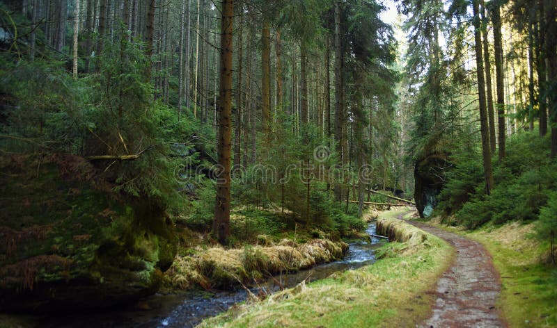 Creek and Path into the Forest Stock Image - Image of teak, visited ...
