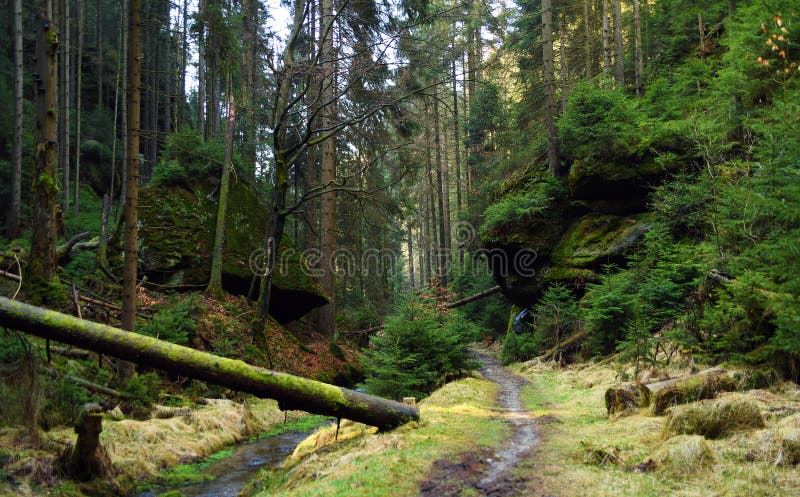 Creek and Path in National Park Stock Photo - Image of creek, flow ...