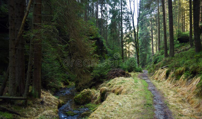 Creek and Path into the Forest Stock Image - Image of teak, visited ...