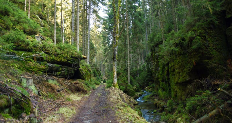 Creek and Path in National Park Stock Image - Image of landscape ...