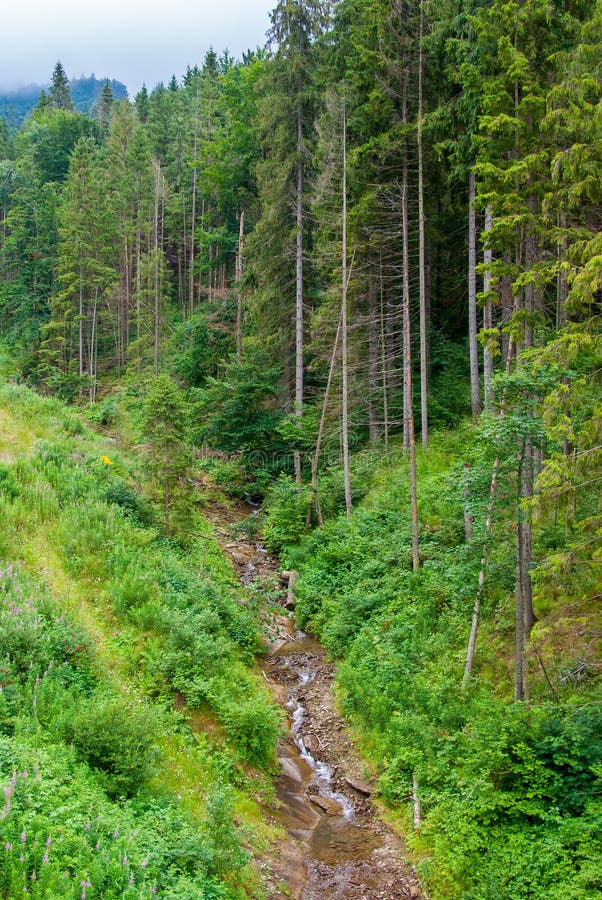 Creek in a pine forest stock photo. Image of pedestrian - 28446698