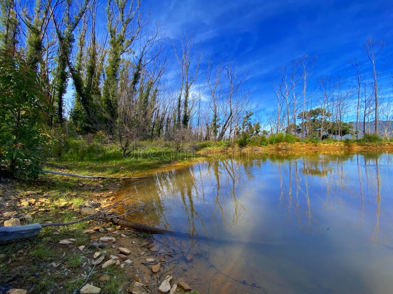 A Creek Post-Bushfire stock image. Image of tree, trees - 219906343