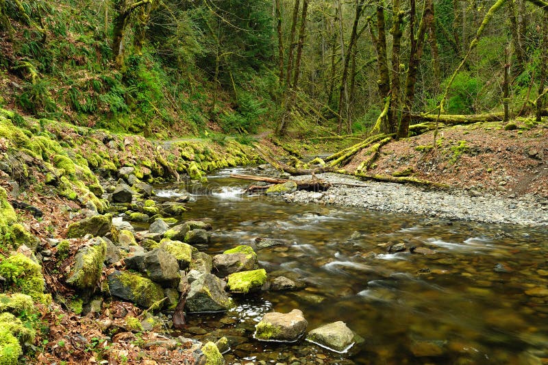 Creek in rain forest stock photo. Image of forest, canadian - 14539996