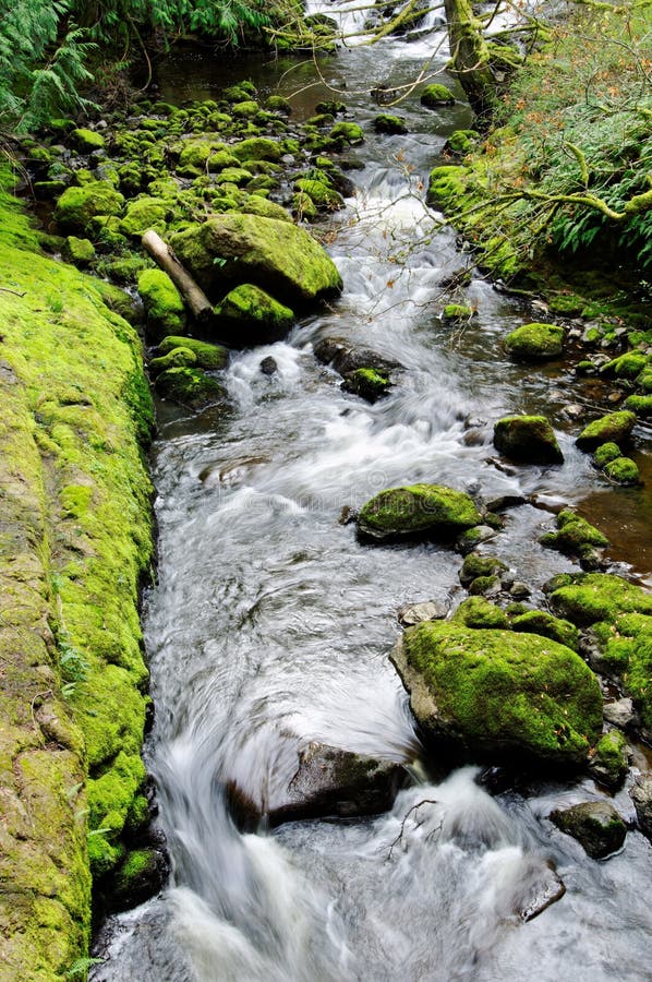 Creek in rain forest stock photo. Image of columbia, rock - 14614894