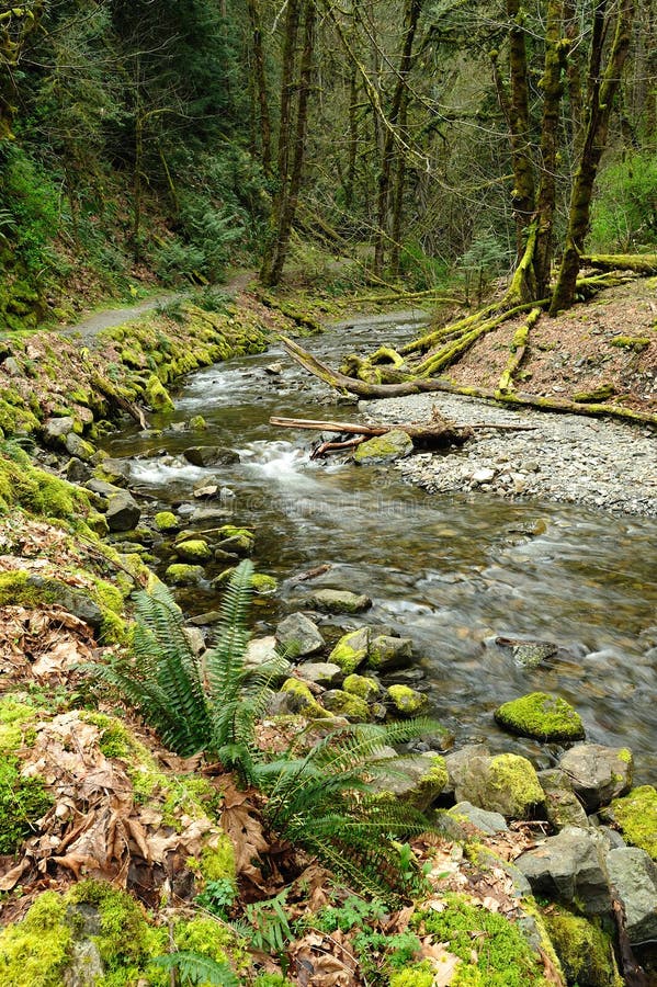 Creek in rain forest stock photo. Image of outdoor, cascade - 15396974